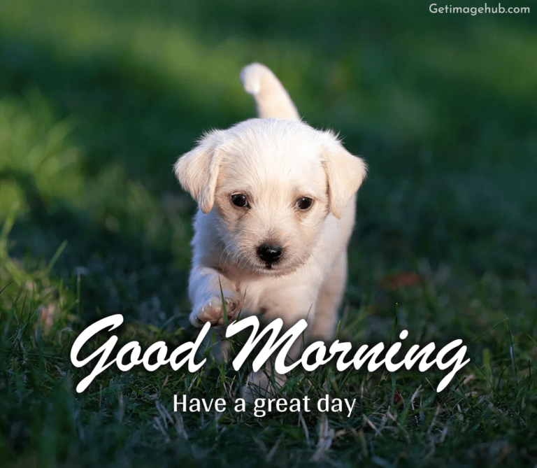 Start Your Day with Adorable Good Morning Puppies Images