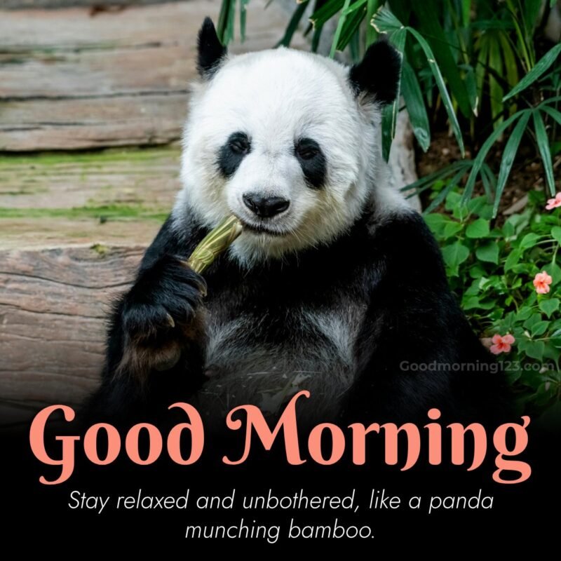 Panda Magic Good Morning Images And GIFs
