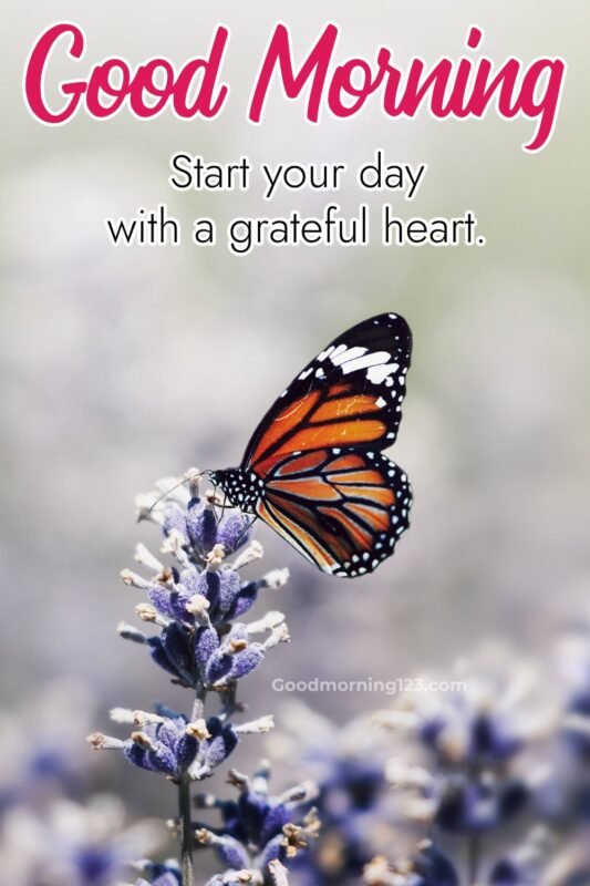 Beautiful Butterfly Good Morning GIFs And Photos