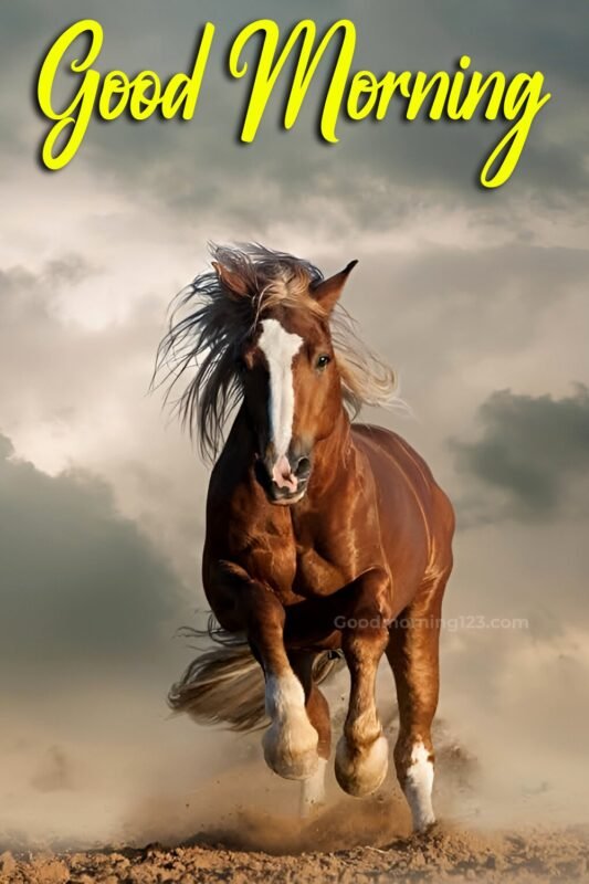Horse Good Morning Pictures