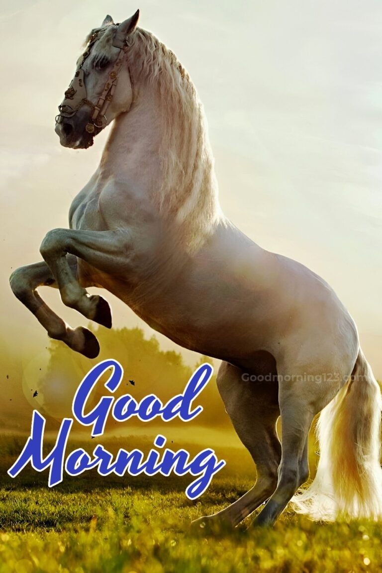 Horse Good Morning Pictures