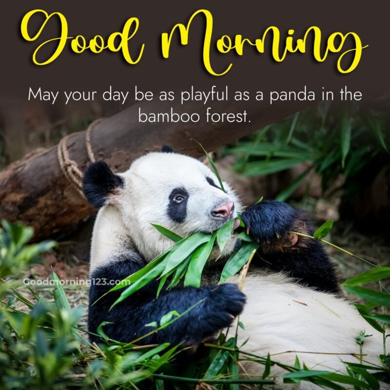 Panda Magic Good Morning Images And GIFs