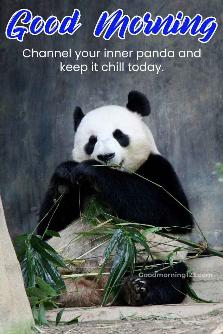 Panda Magic Good Morning Images And GIFs