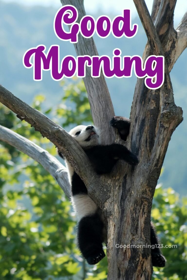 Panda Magic Good Morning Images And GIFs