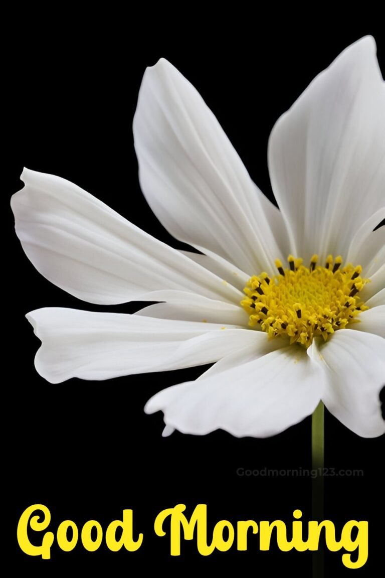White Flower Good Morning Photos
