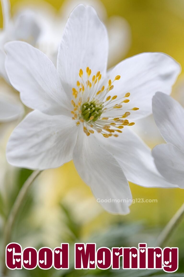 White Flower Good Morning Photos