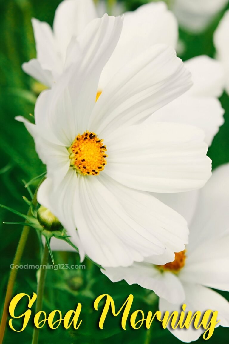White Flower Good Morning Photos