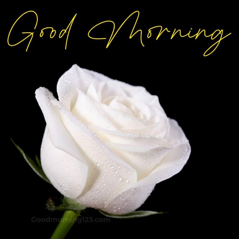 White Flower Good Morning Photos