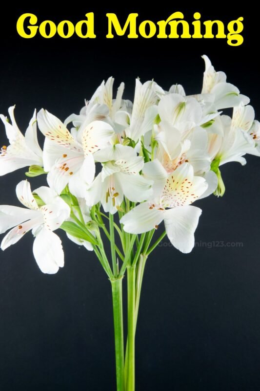 White Flower Good Morning Photos