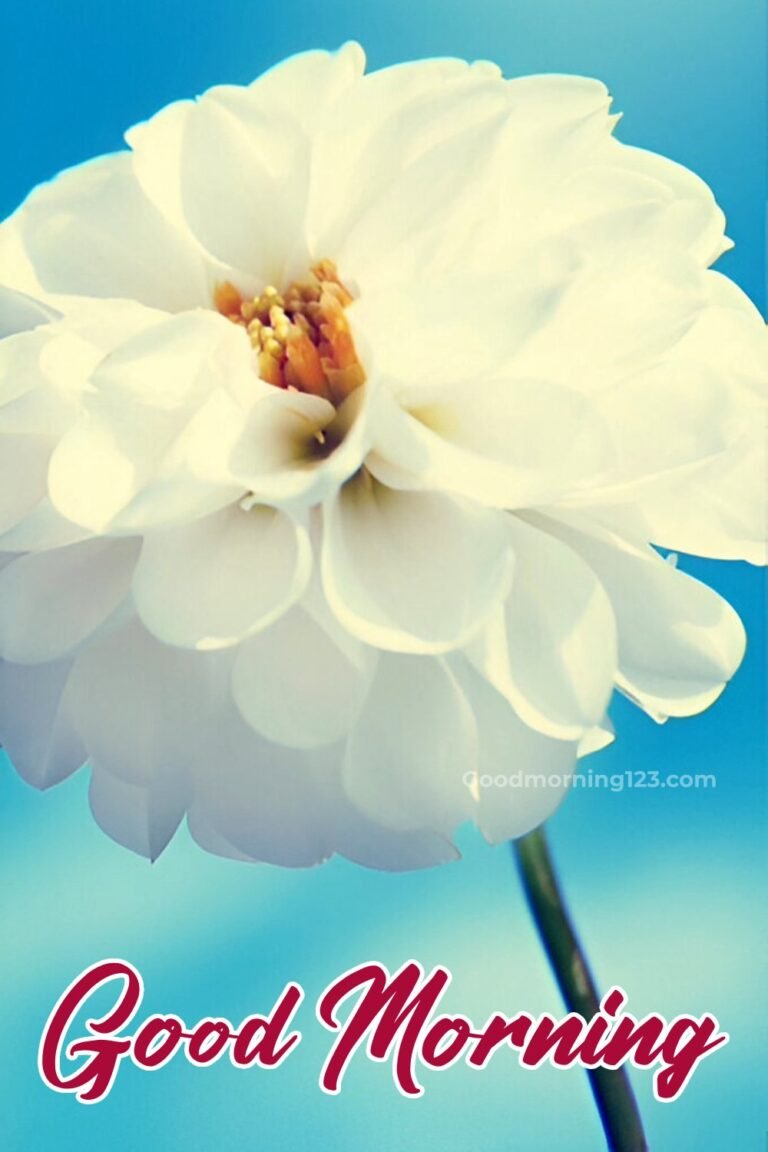 White Flower Good Morning Photos