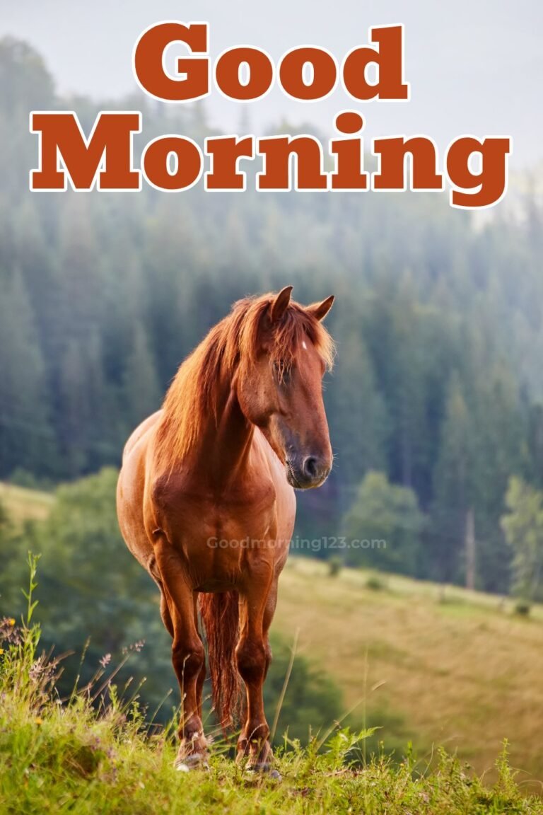 Horse Good Morning Pictures