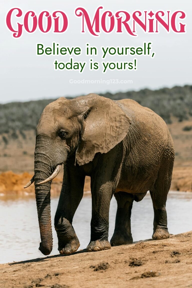 40+ Elephant Good Morning Pics