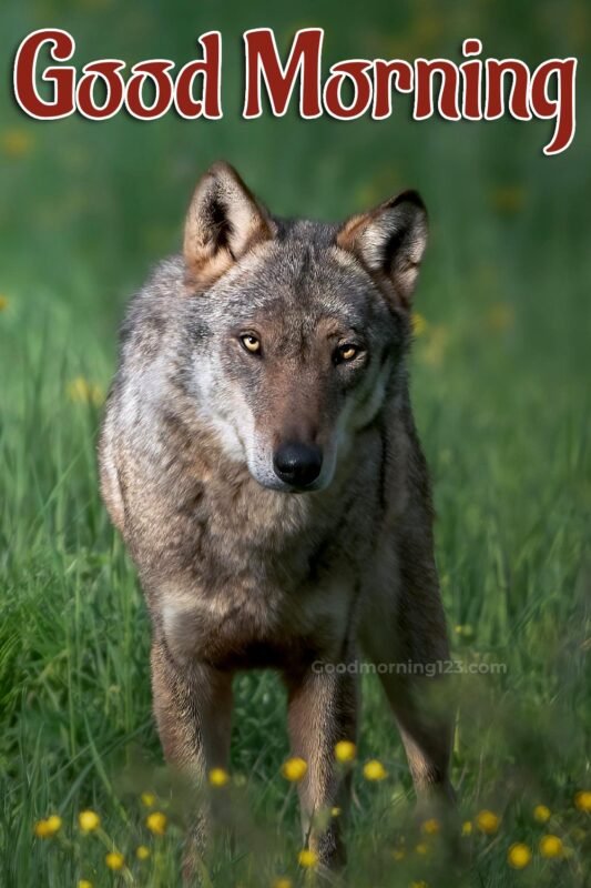 Wildly Beautiful: Good Morning with Stunning Wolf Images