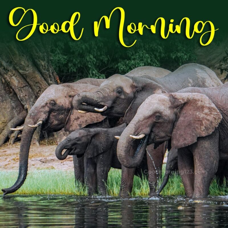 40+ Elephant Good Morning Pics
