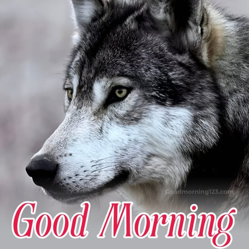 Wildly Beautiful: Good Morning with Stunning Wolf Images