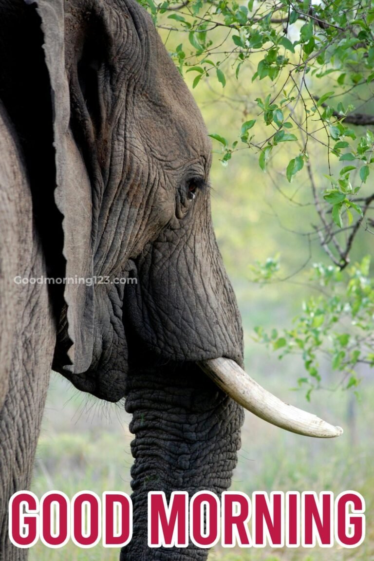 40+ Elephant Good Morning Pics