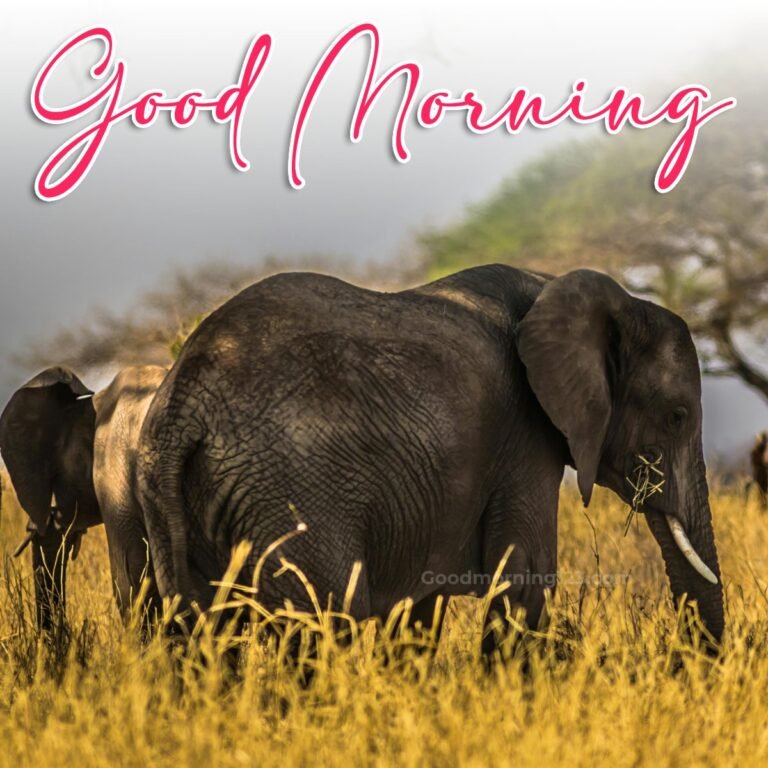 40+ Elephant Good Morning Pics