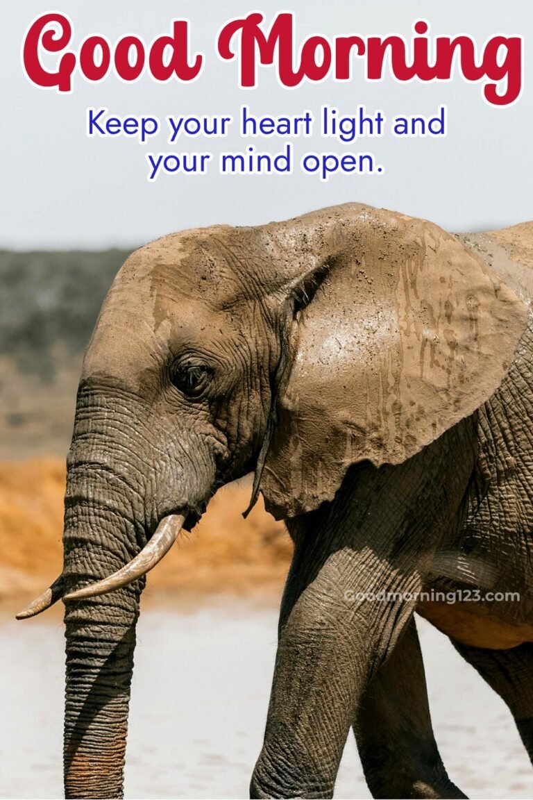 40+ Elephant Good Morning Pics