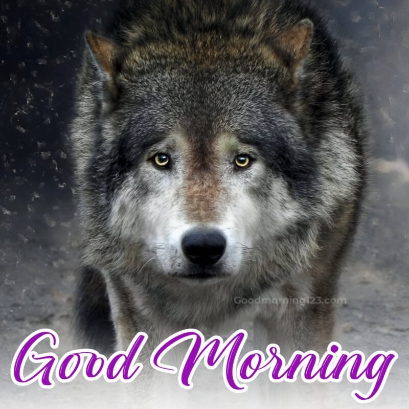 Wildly Beautiful: Good Morning with Stunning Wolf Images