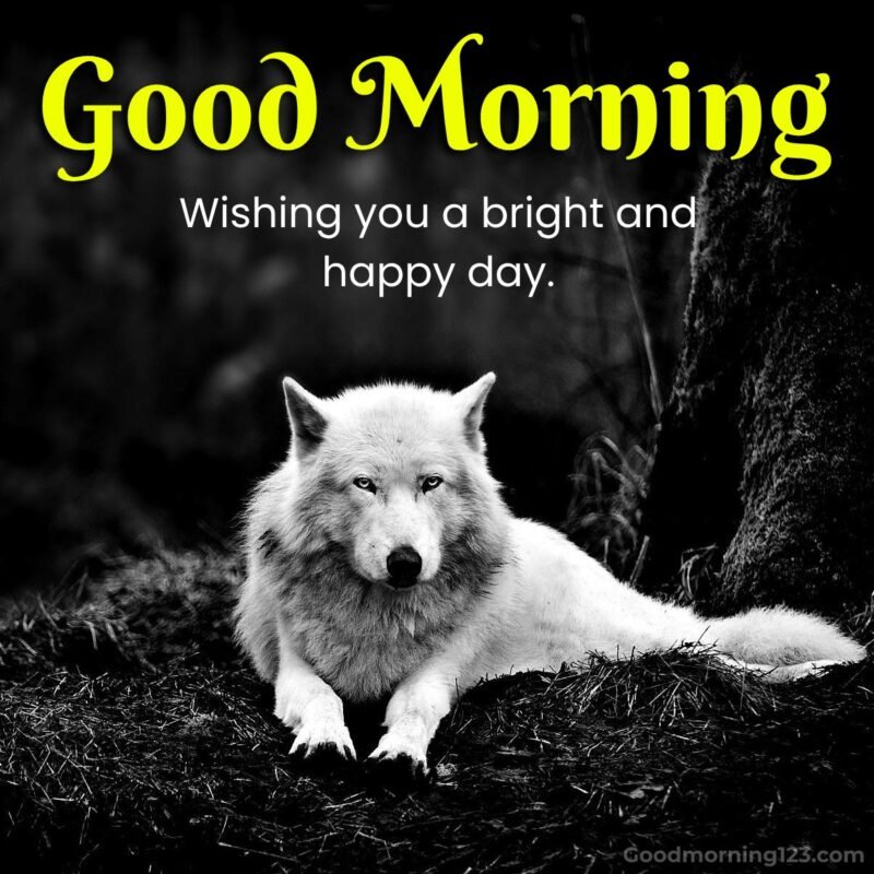 Wildly Beautiful: Good Morning with Stunning Wolf Images