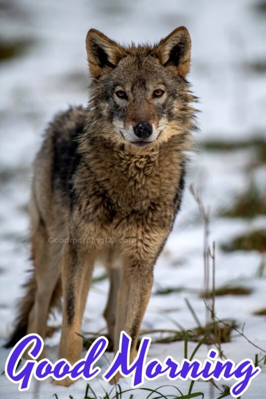 Wildly Beautiful: Good Morning with Stunning Wolf Images