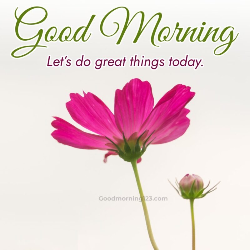 Good Morning Pink Flower Images, Wishes & Greetings